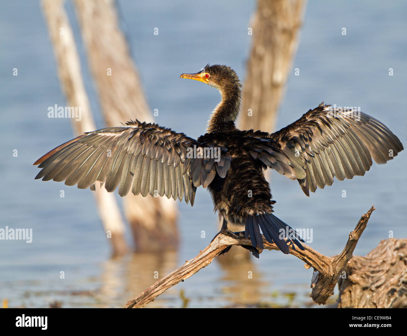 cormorant drying wings Stock Photo - Alamy