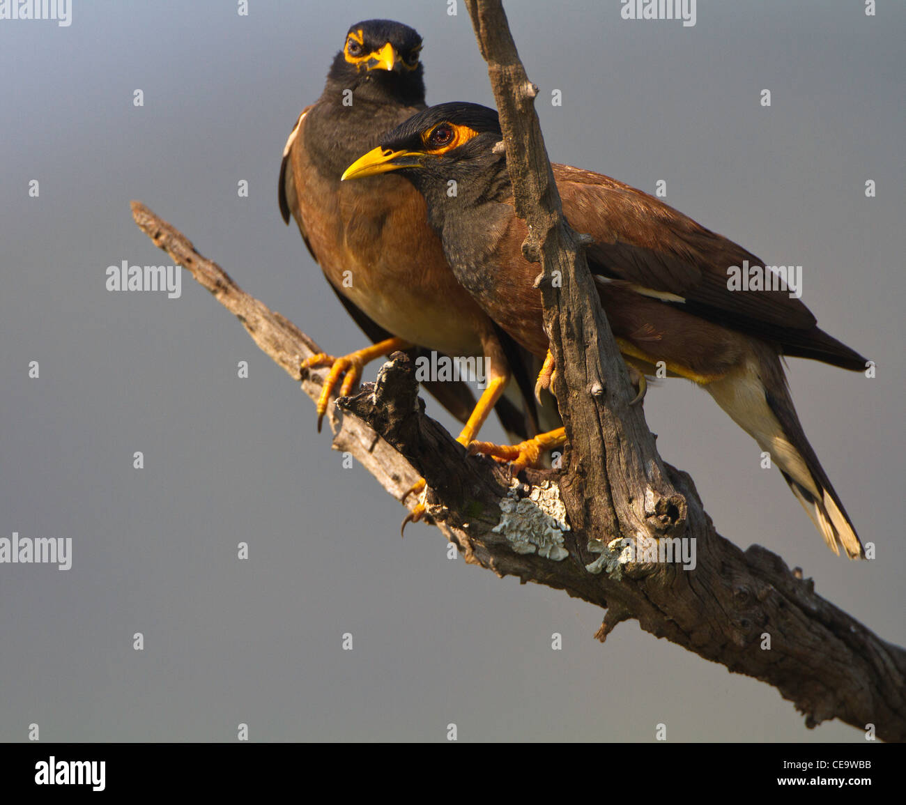 indian myna bird duo Stock Photo - Alamy