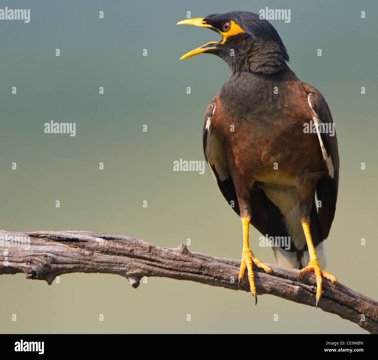 indian myna bird Stock Photo - Alamy