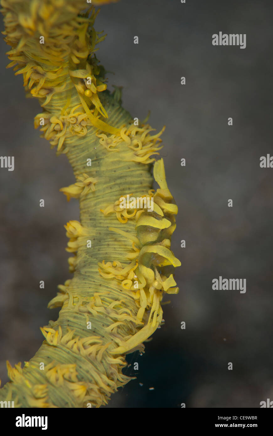 A Zanzibar Shrimp resting on the whip coral. A perfect blending of ...