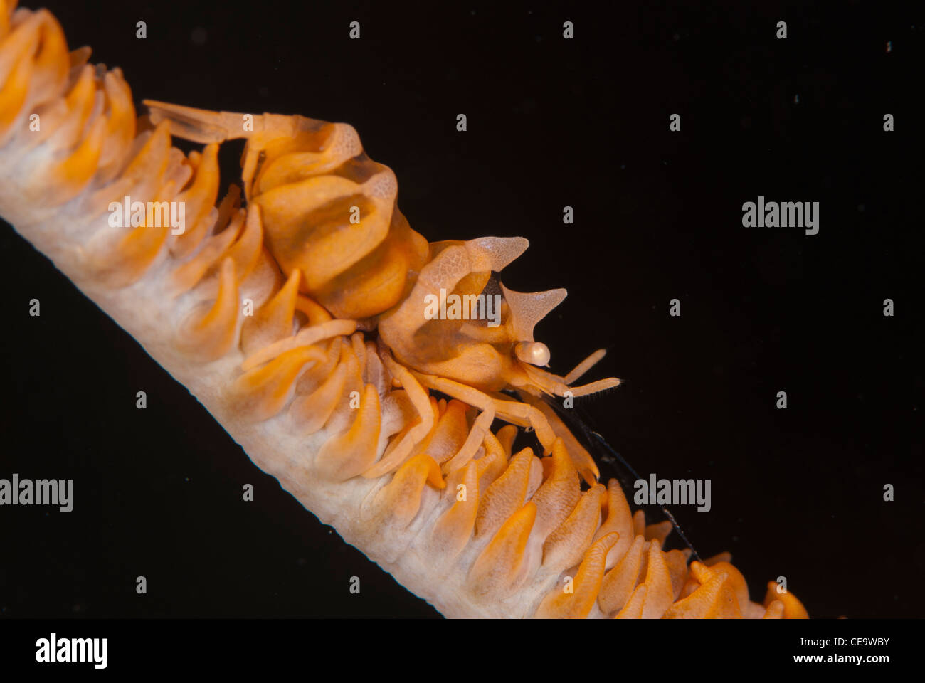 A Zanzibar Shrimp resting on the whip coral. A perfect blending of ...
