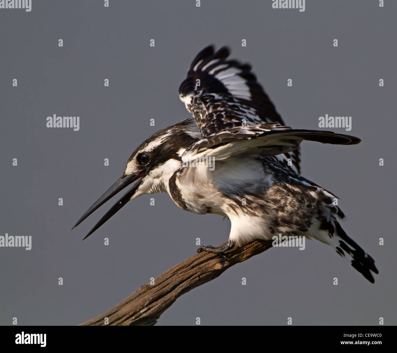 Kingfisher wings hi-res stock photography and images - Alamy
