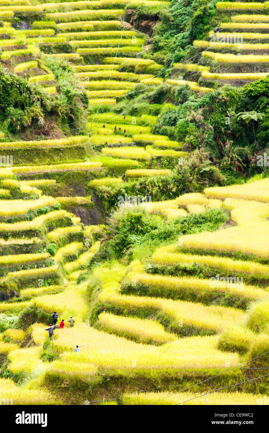 maligcong rice terraces in philippines Stock Photo - Alamy