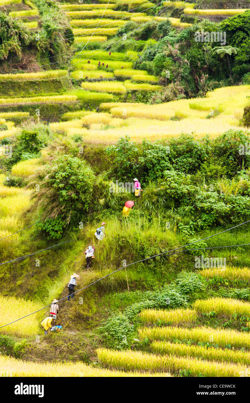 maligcong rice terraces in philippines Stock Photo - Alamy
