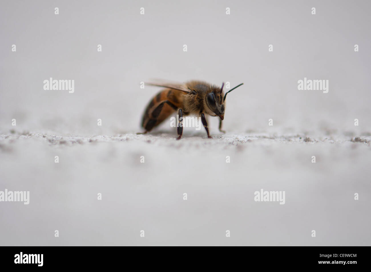 Bee close up Stock Photo - Alamy