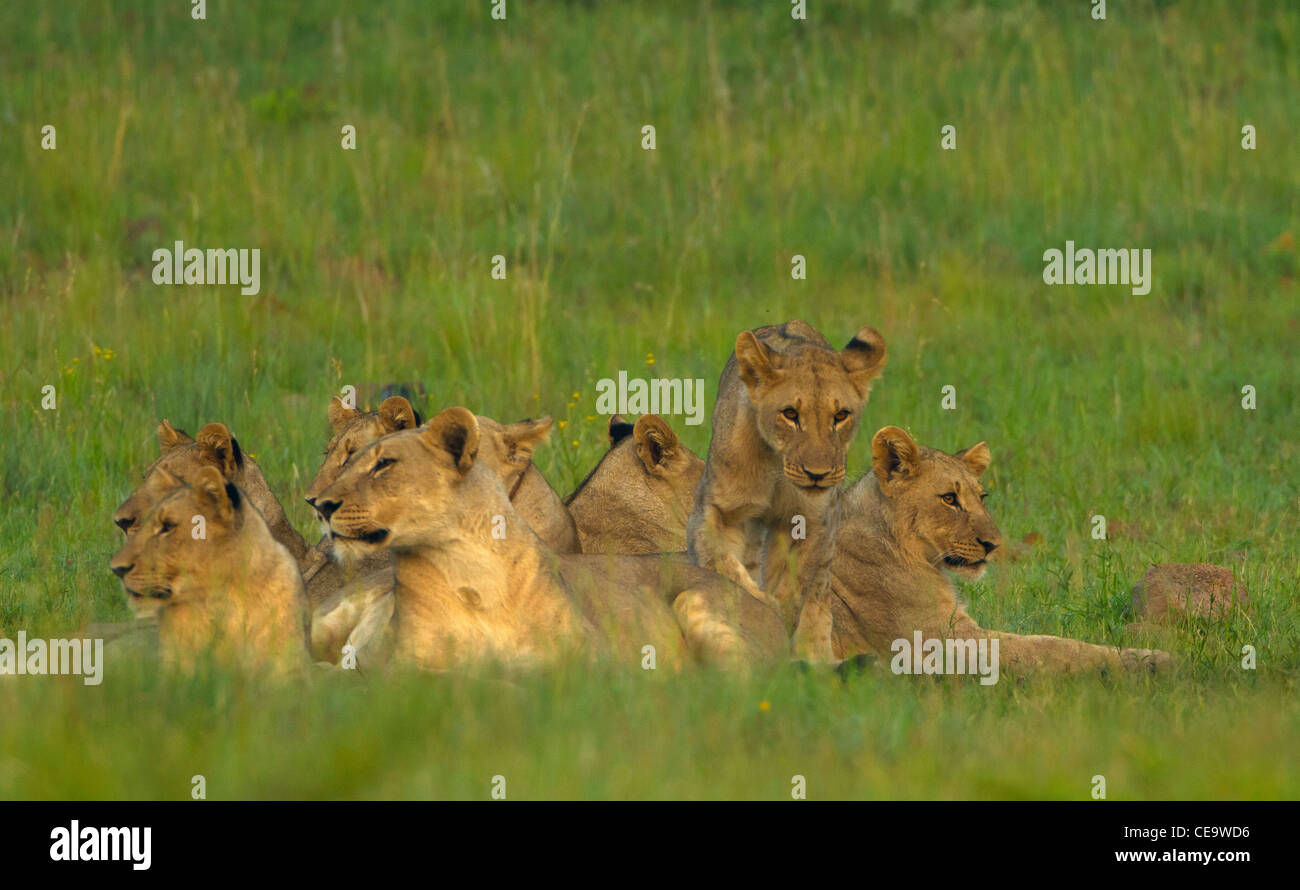 Africa lion pride hi-res stock photography and images - Alamy
