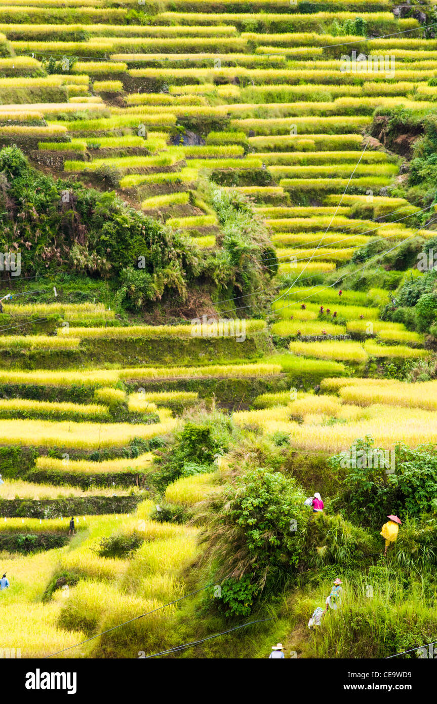 maligcong rice terraces in philippines Stock Photo - Alamy