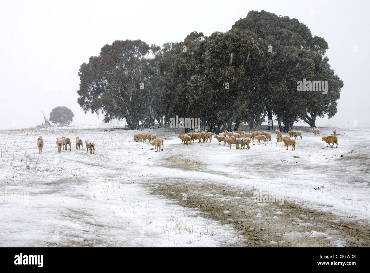Cold and icy road hi-res stock photography and images - Alamy