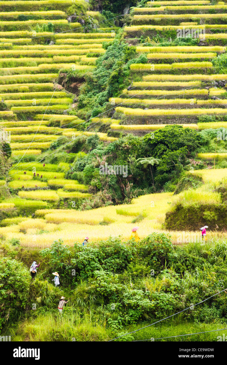 maligcong rice terraces in philippines Stock Photo - Alamy
