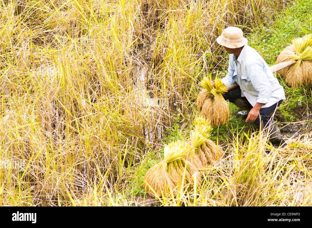 farmer is working in rice field, philippines Stock Photo - Alamy