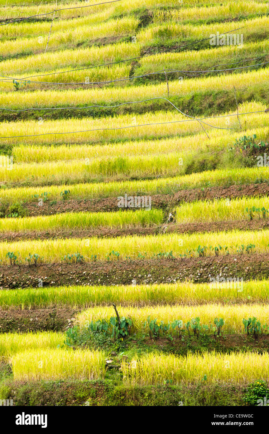 Philippines pattern hi-res stock photography and images - Alamy