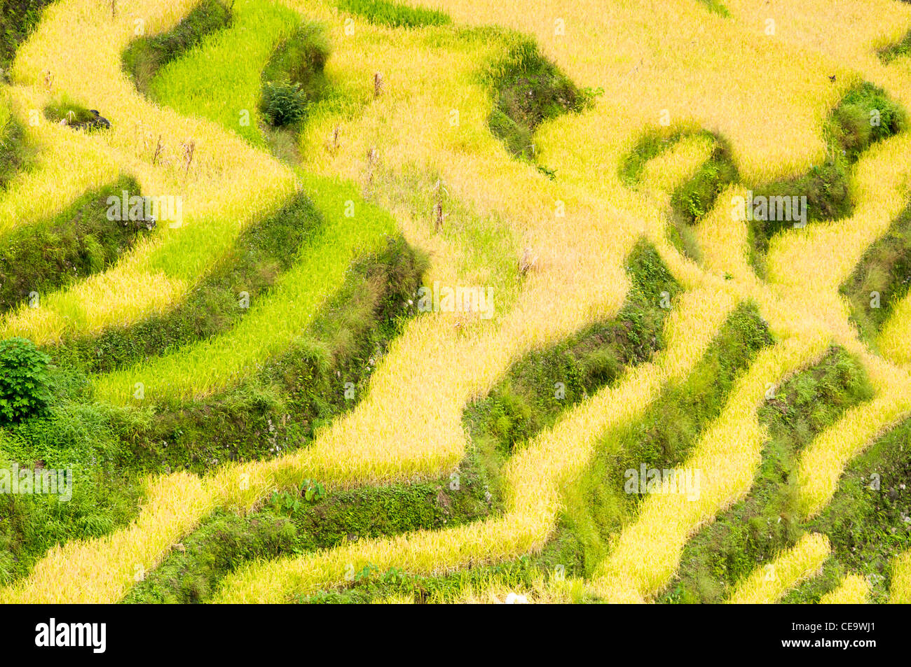 maligcong rice terraces in Philippines Stock Photo - Alamy