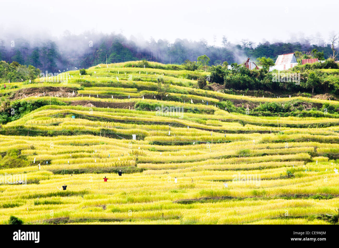 Paddy harvest in philippines hi-res stock photography and images - Alamy