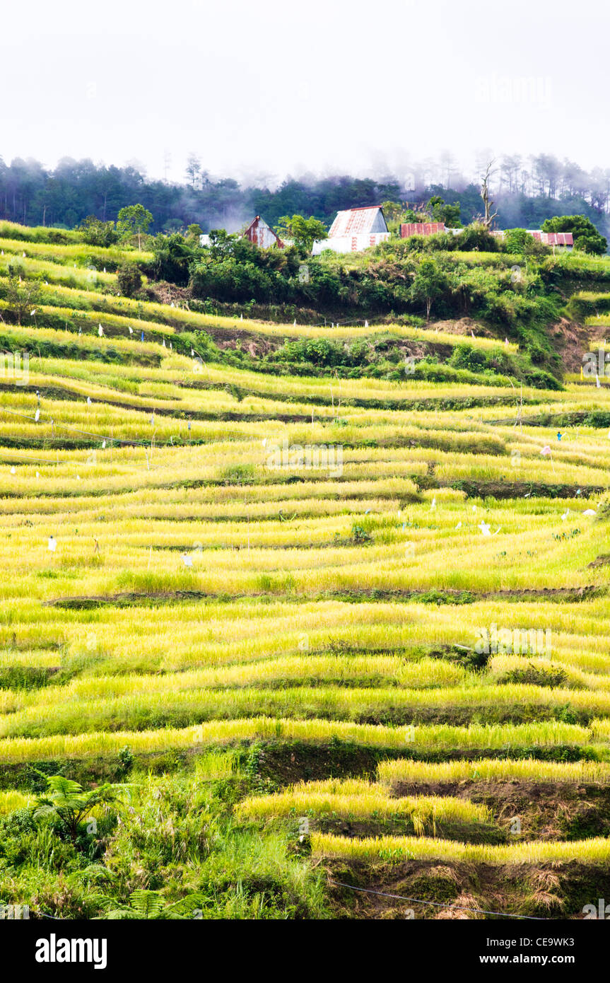 maligcong rice terraces in philippines Stock Photo - Alamy