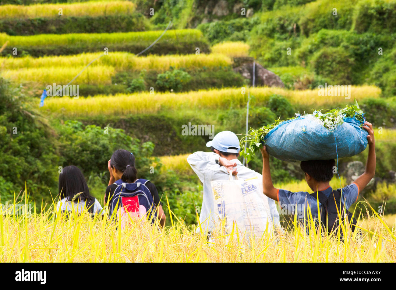 maligcong rice terraces in Philippines Stock Photo - Alamy