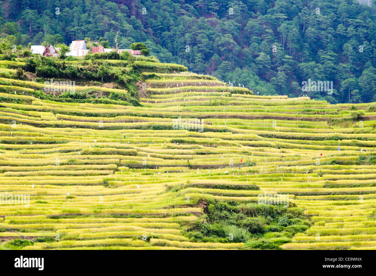 Philippine countryside hi-res stock photography and images - Alamy