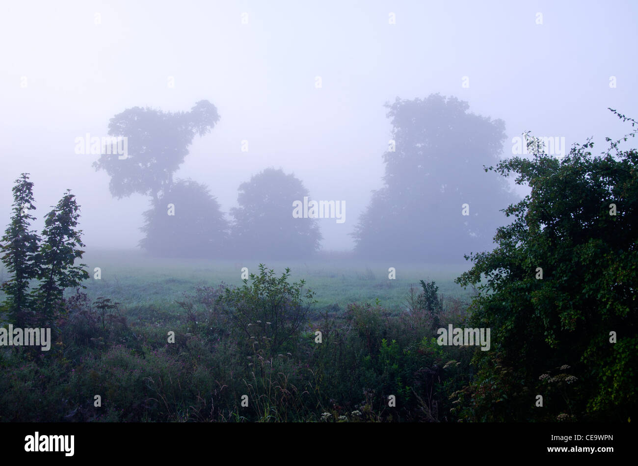 summer landscape and early morning mist Stock Photo - Alamy