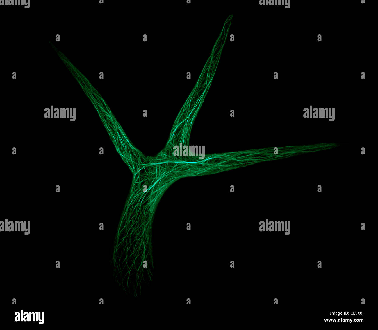 Arabidopsis trichome hi-res stock photography and images - Alamy