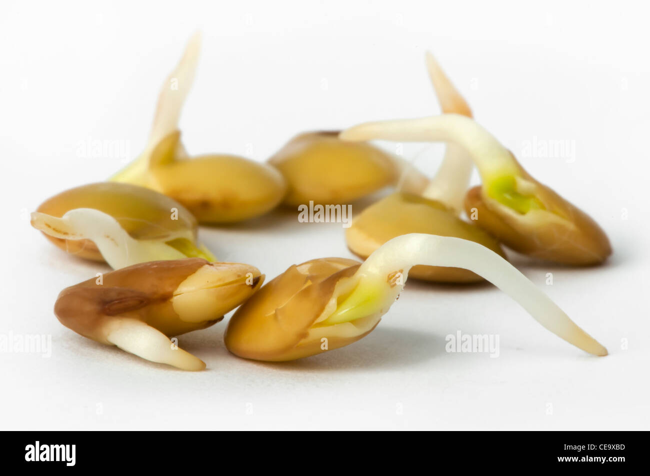 Sprouted beans and lens close up over white Stock Photo - Alamy