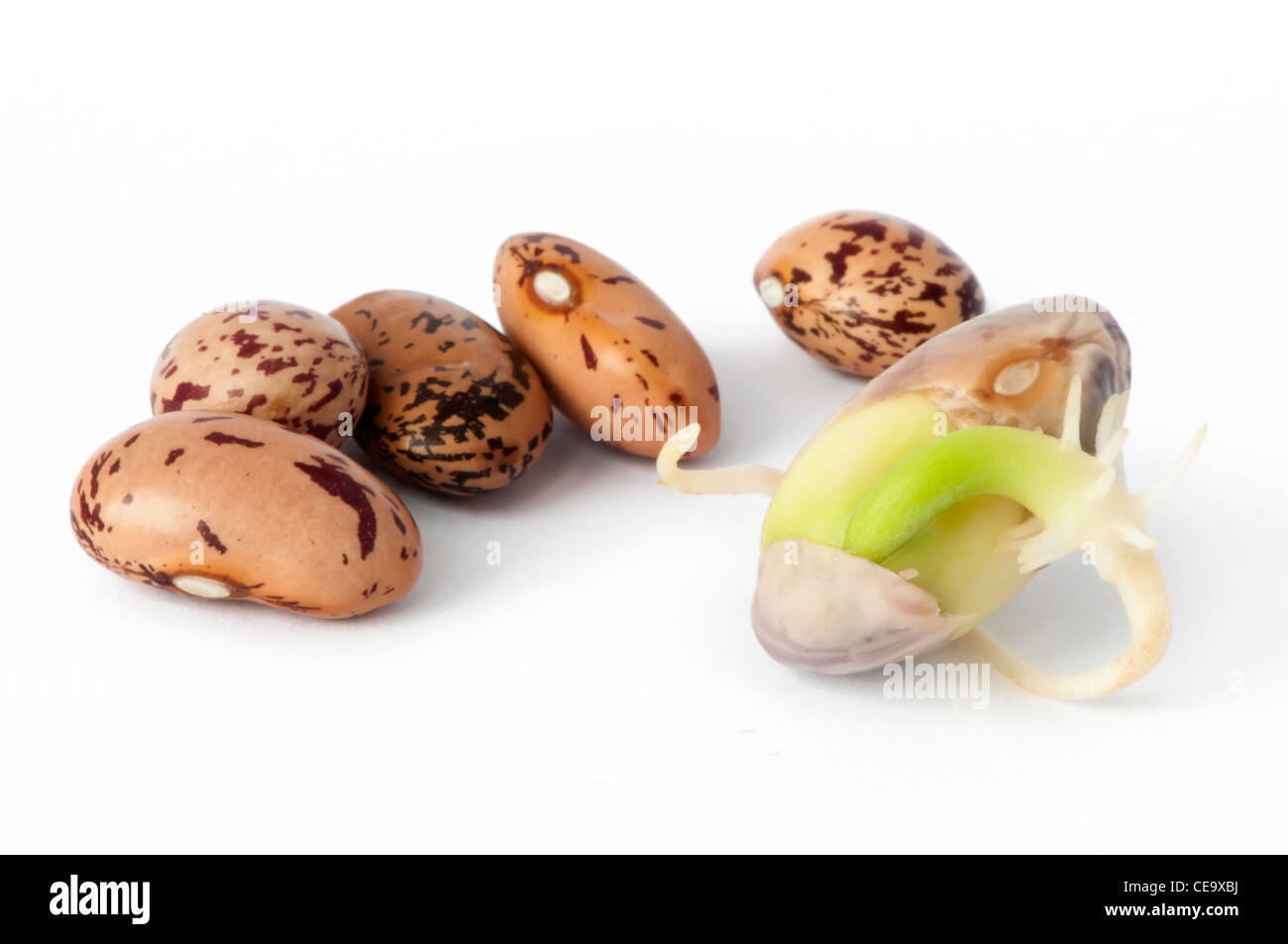 Growing bean process hi-res stock photography and images - Alamy