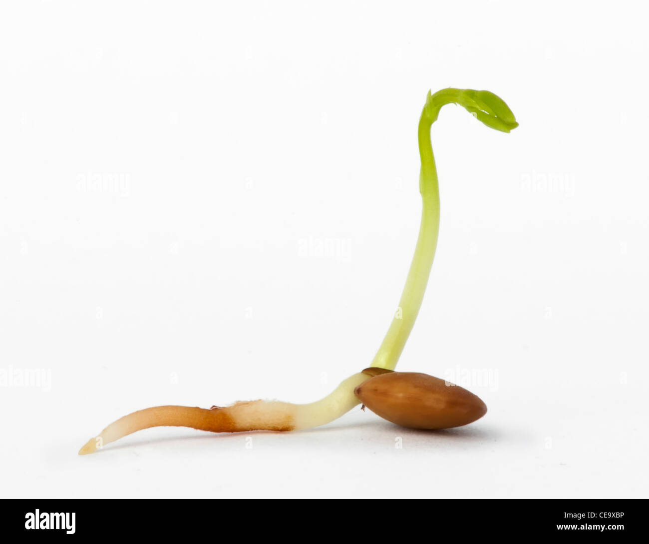 Sprouted lens close up over white Stock Photo - Alamy