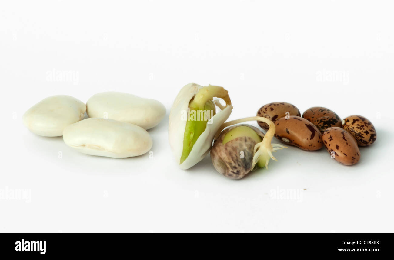 Healthy bean seedling hi-res stock photography and images - Alamy