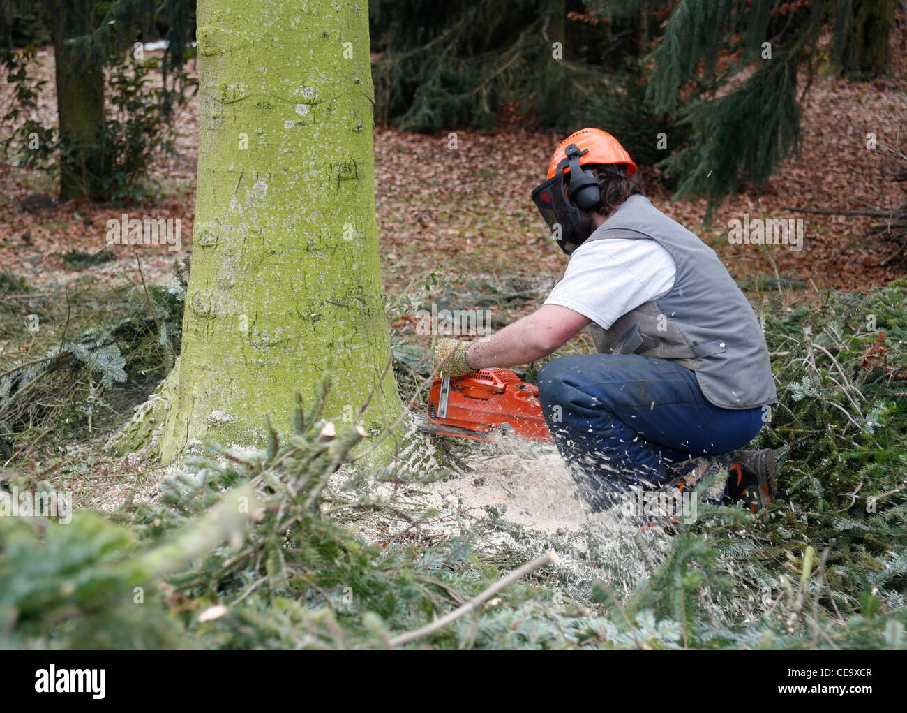 forest operation scenery with lumberman at work Stock Photo - Alamy