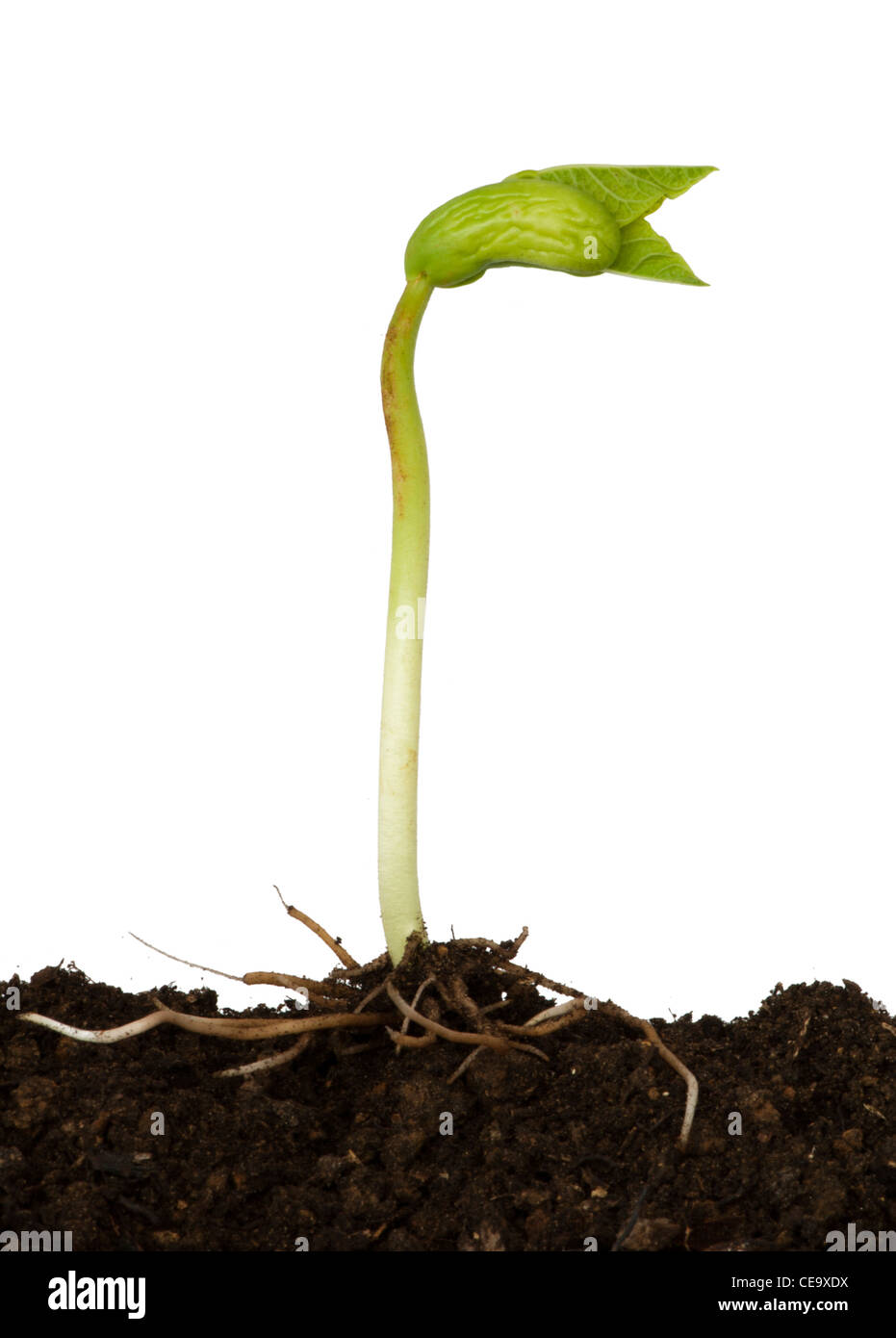 Bo sapling hi-res stock photography and images - Alamy