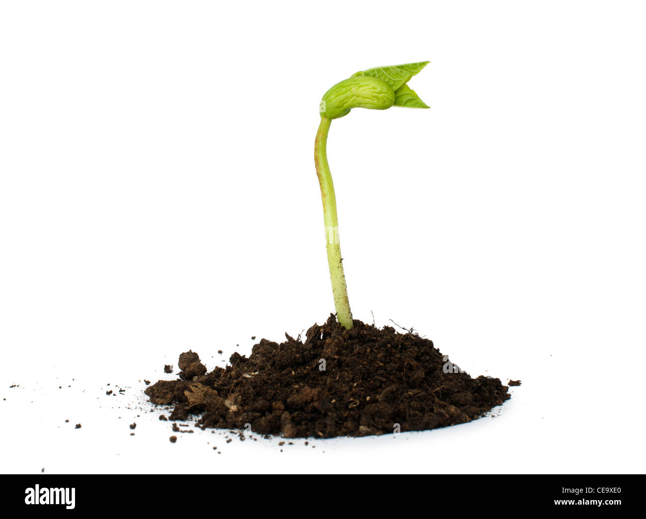 Germinating bean on white background Stock Photo - Alamy