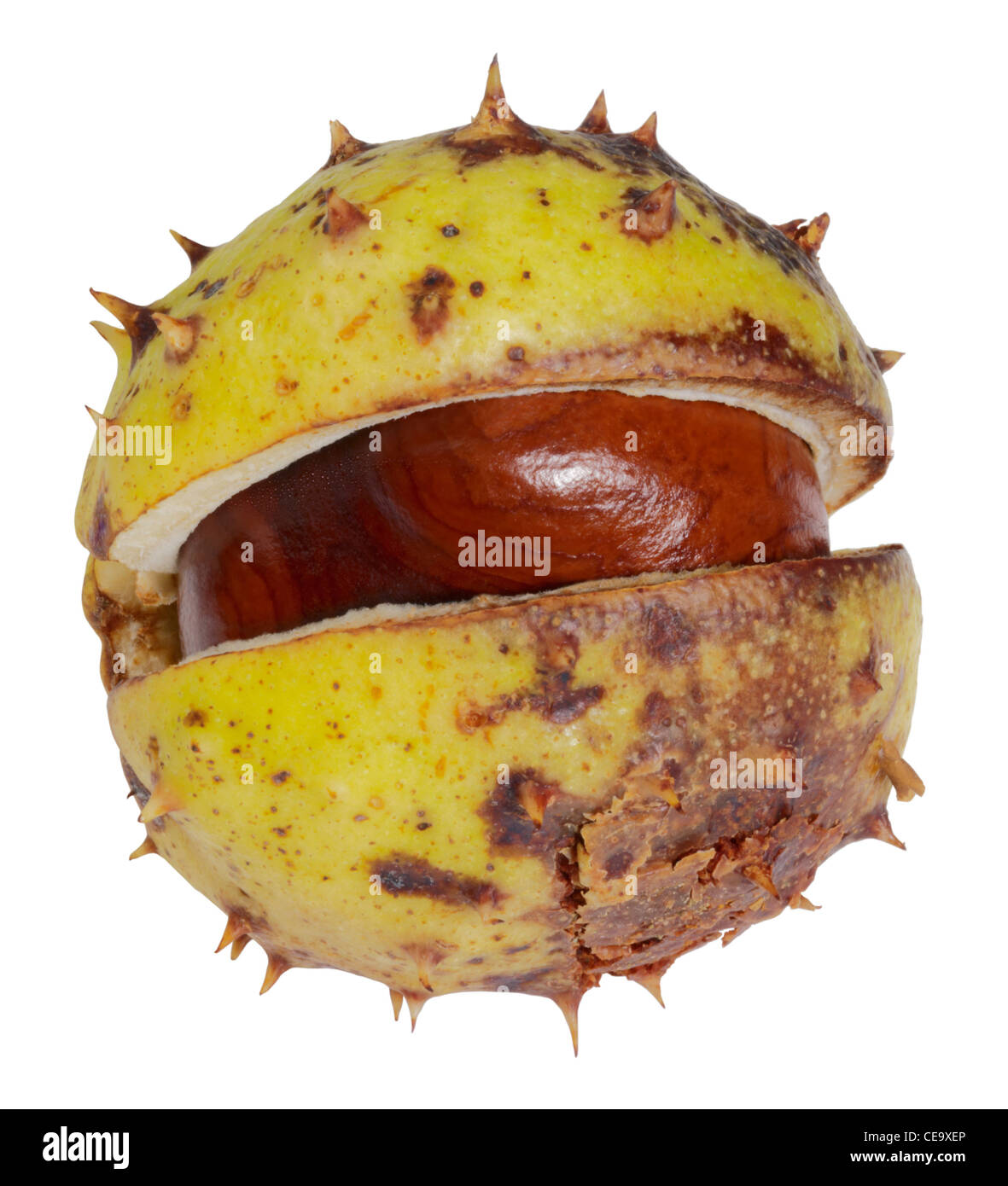 Horse chestnut life cycle hi-res stock photography and images - Alamy