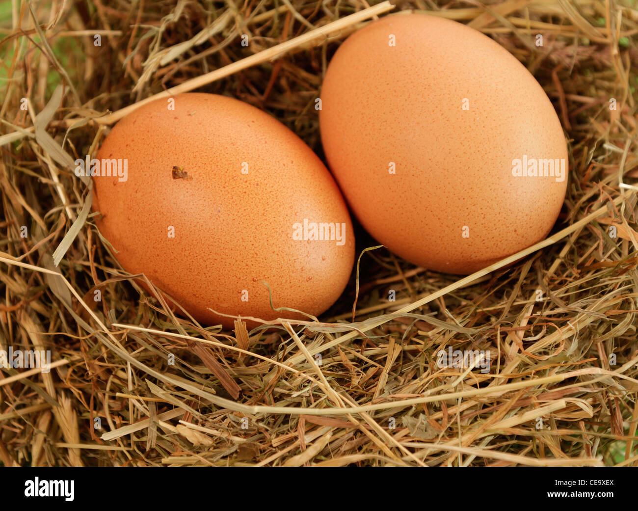 Two fresh eggs with hay Stock Photo - Alamy