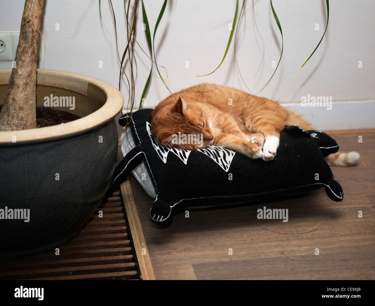 Red cat taking a nap on cushions Stock Photo - Alamy