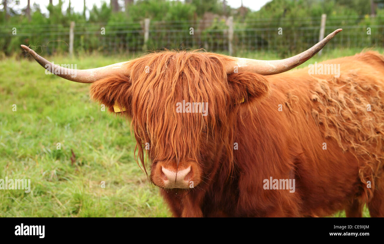 Scottish Highland bull Stock Photo - Alamy