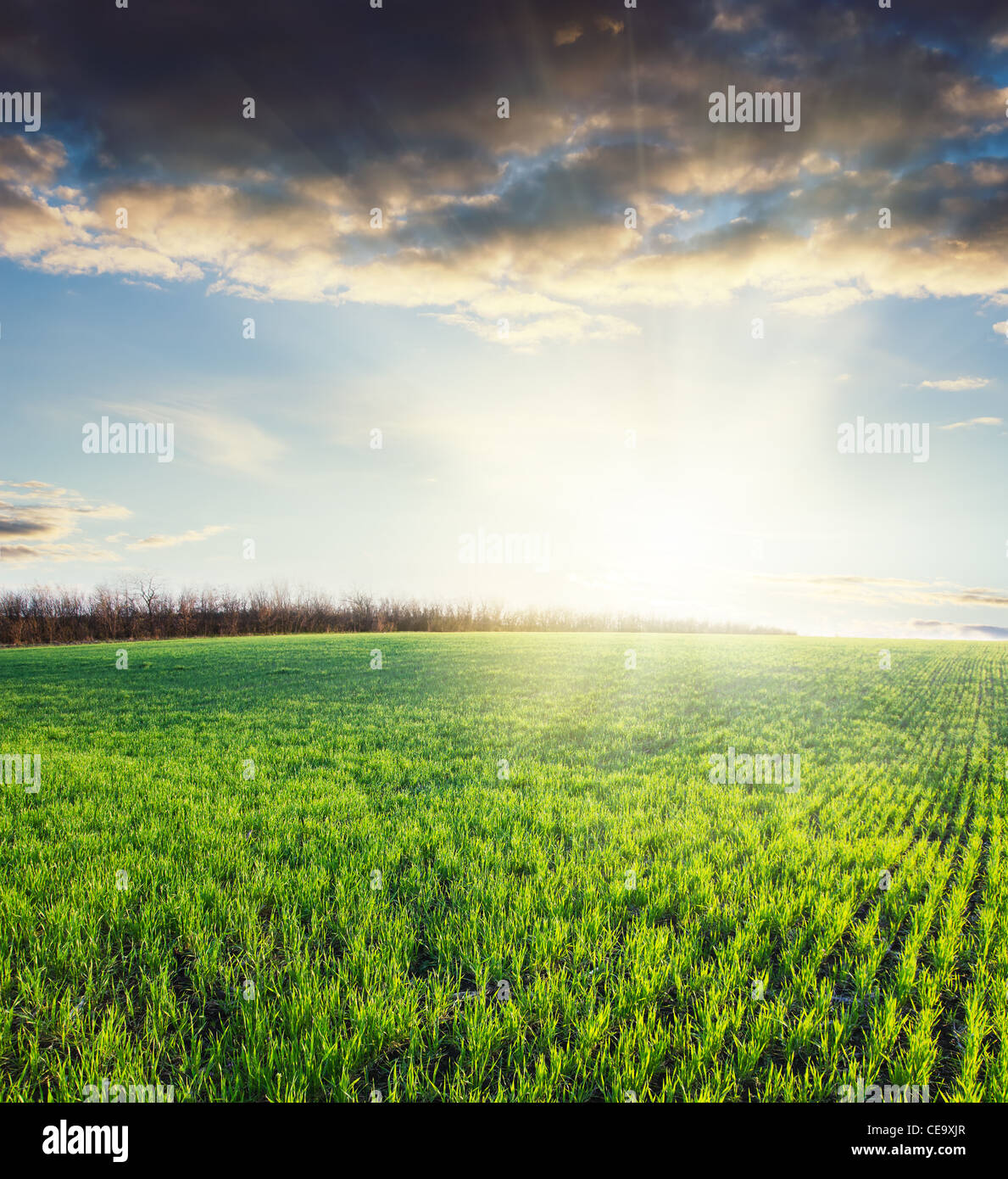 field of grass and cloudy sky on sunset Stock Photo - Alamy
