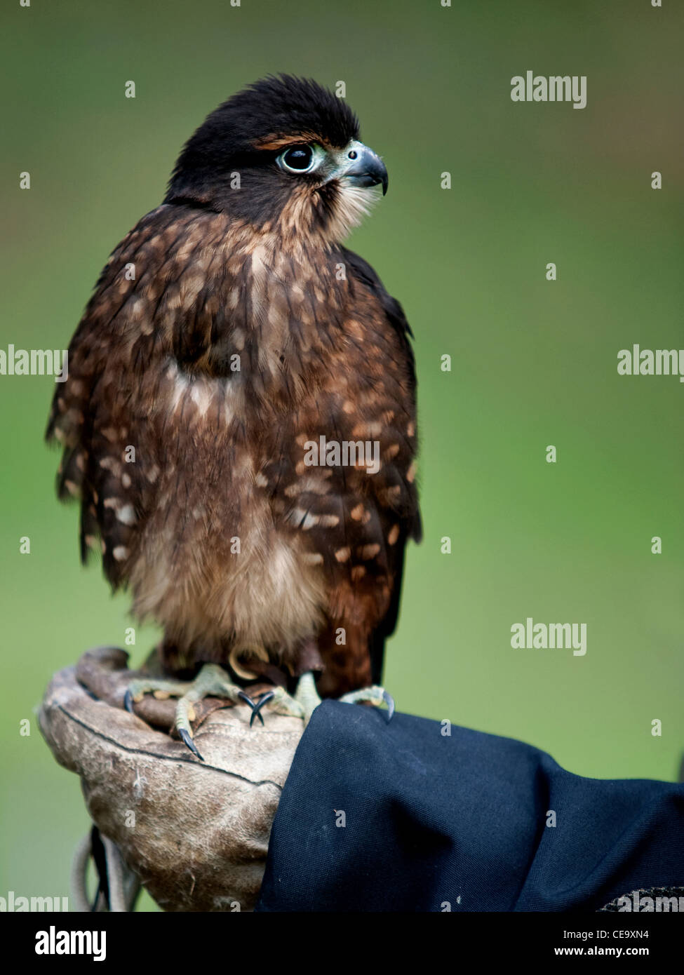 New zealand falcon hi-res stock photography and images - Alamy