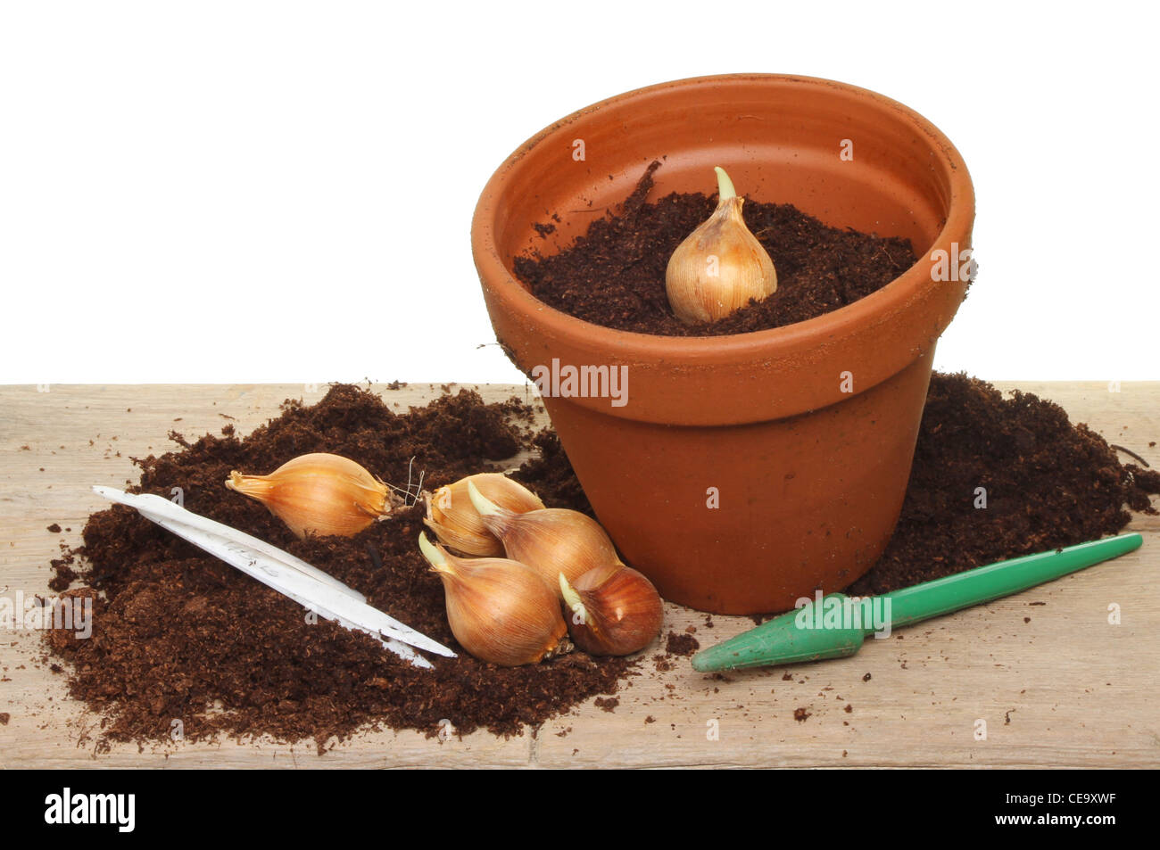 Best Compost For Planting Bulbs at Tyson Richardson blog