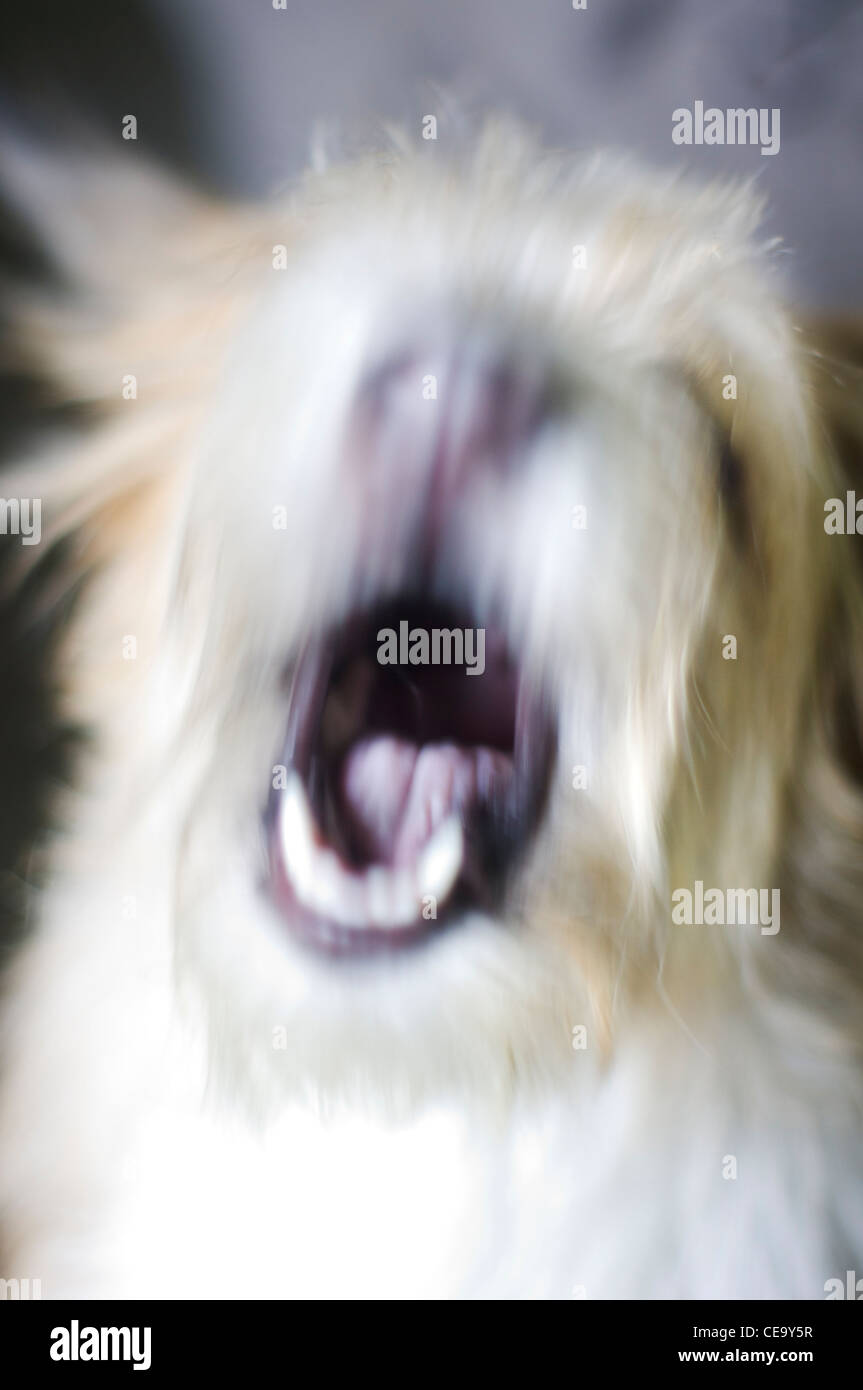 close up of a barking dog, aggressive animal behavior Stock Photo - Alamy