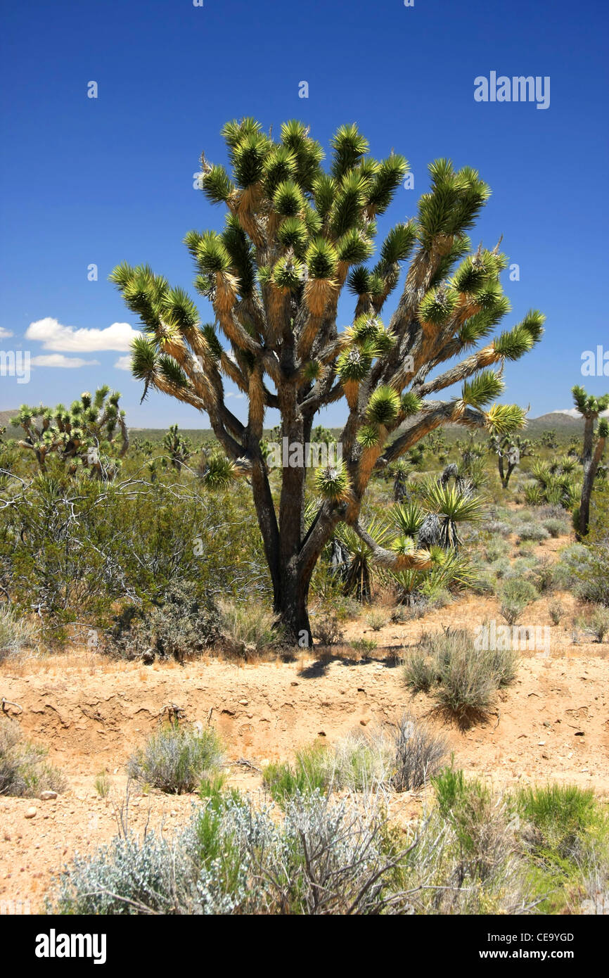 Huge Joshua Tree in the forest Stock Photo - Alamy