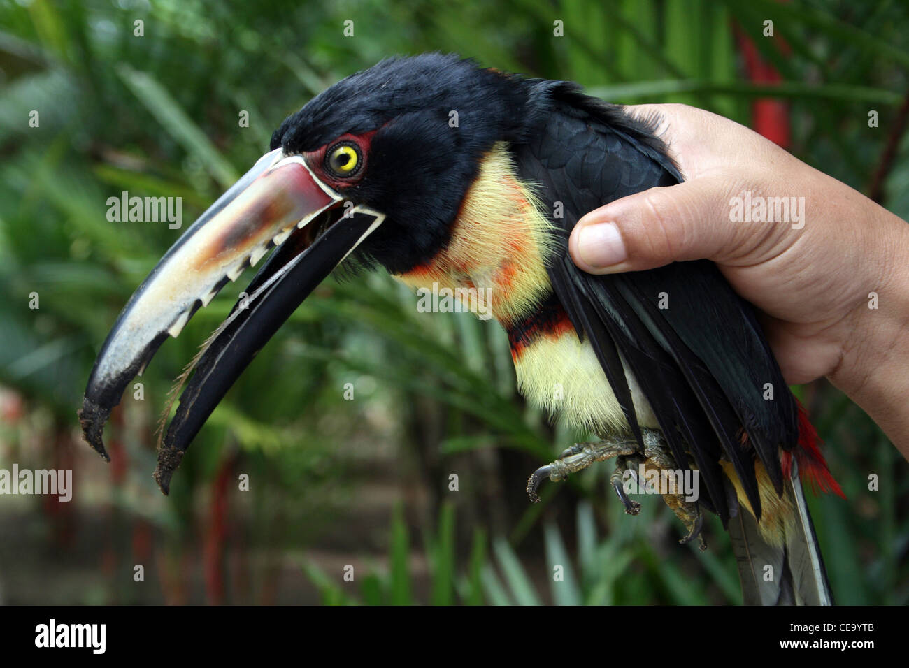 Collared Aracari Pteroglossus torquatus Handled Whilst Temporarily ...
