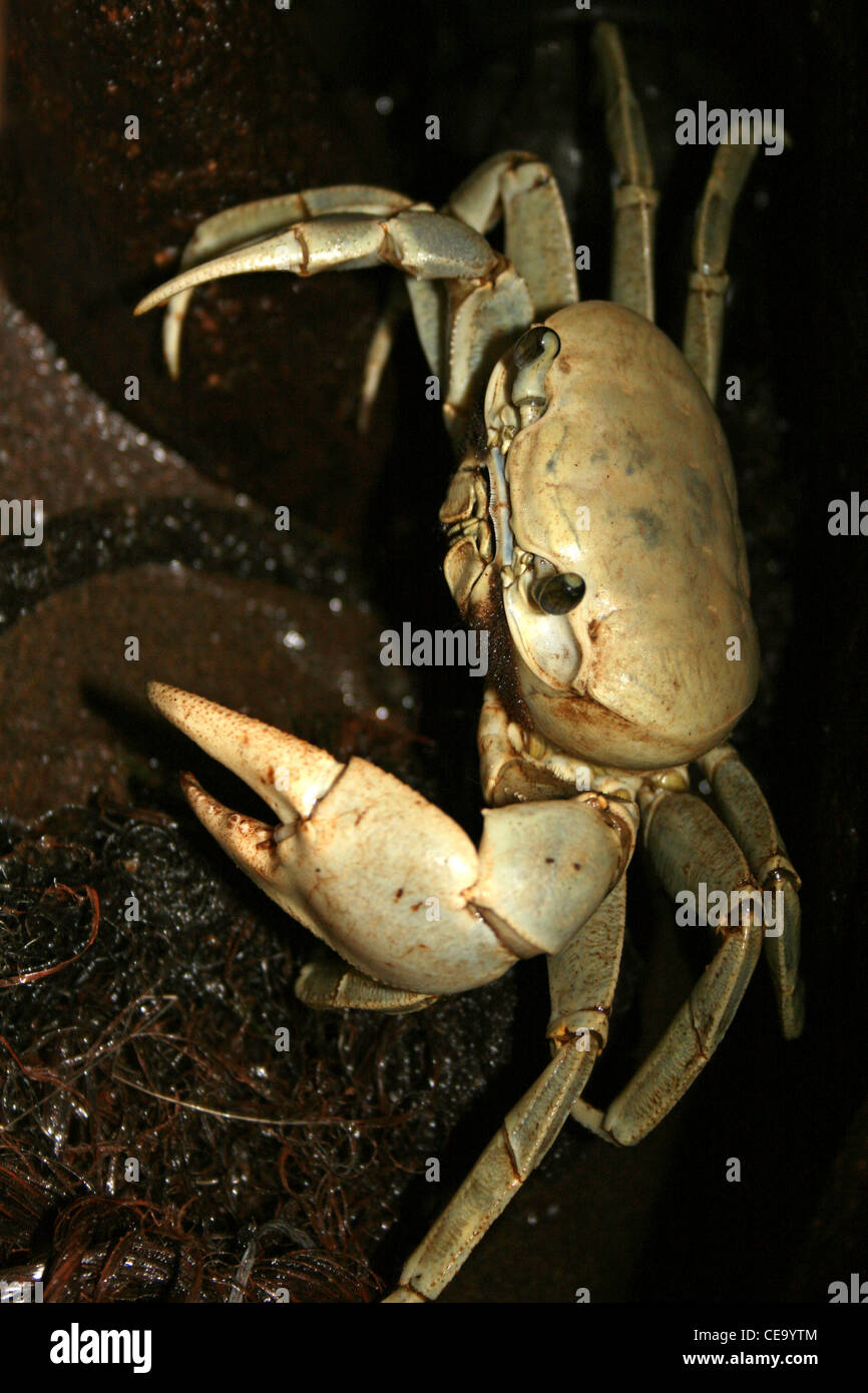 Ghost Crab Ocypode quadrata Stock Photo - Alamy