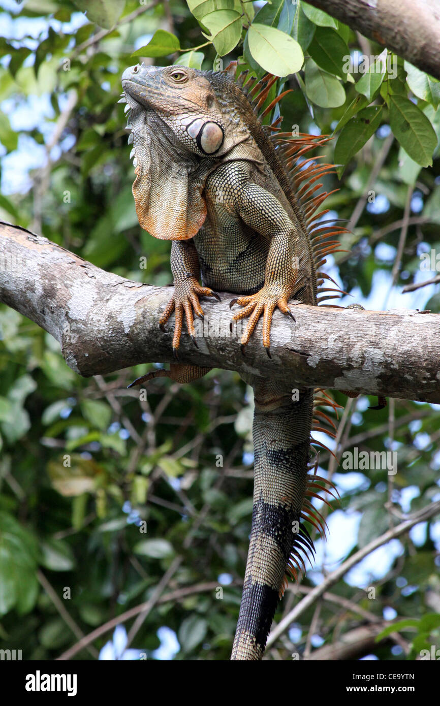 Male Green Iguana or Common Iguana - Iguana iguana Stock Photo - Alamy