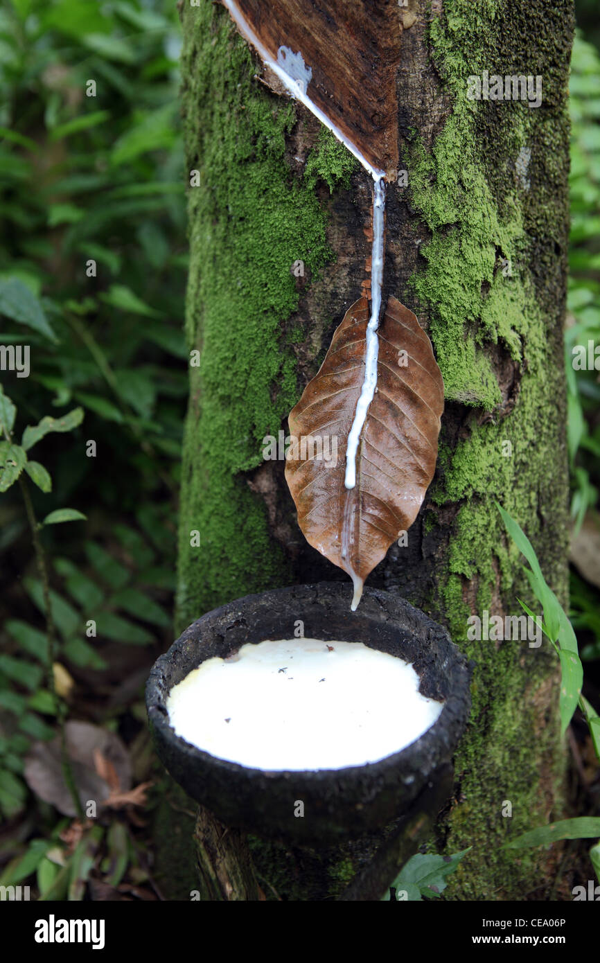 Rubber tree hi-res stock photography and images - Alamy