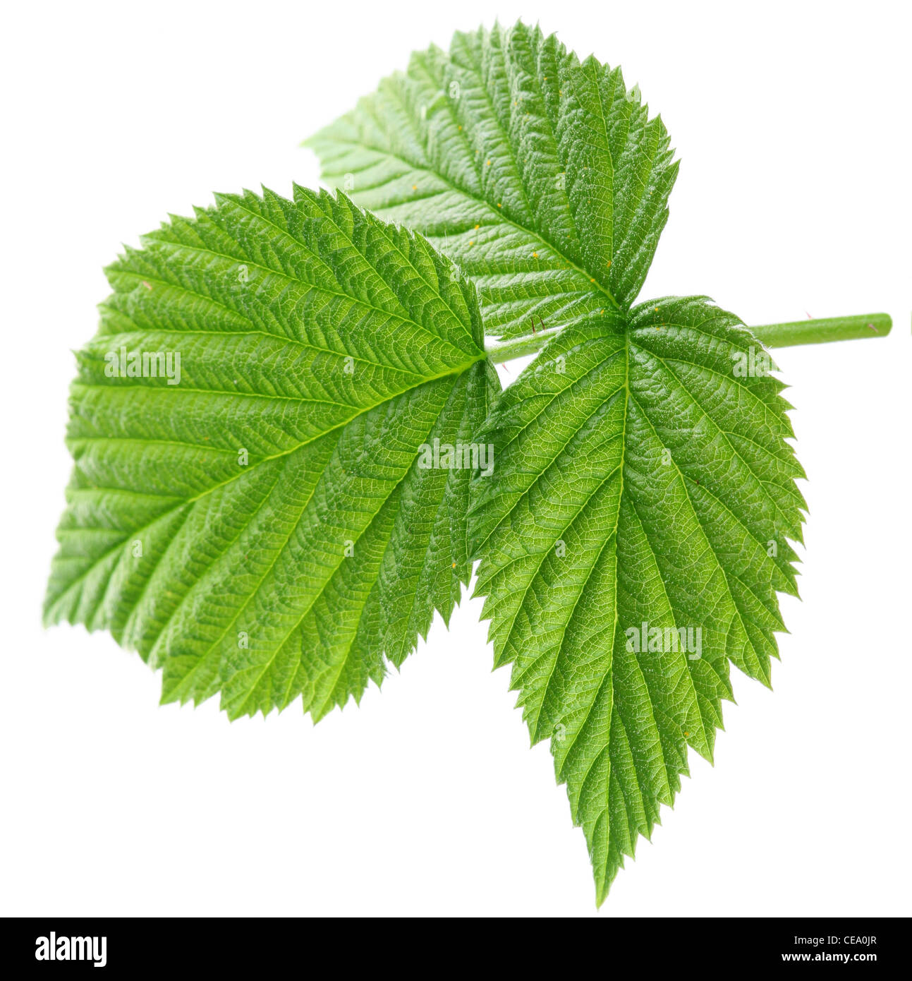 Young leaf of raspberry on white background Stock Photo - Alamy