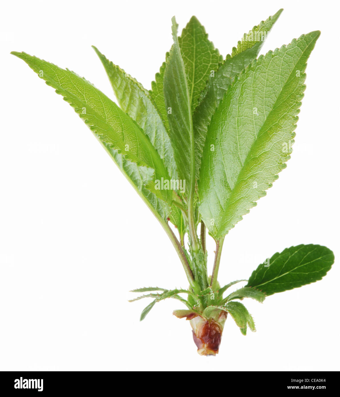 Gentle spring leaves on a white background Stock Photo - Alamy