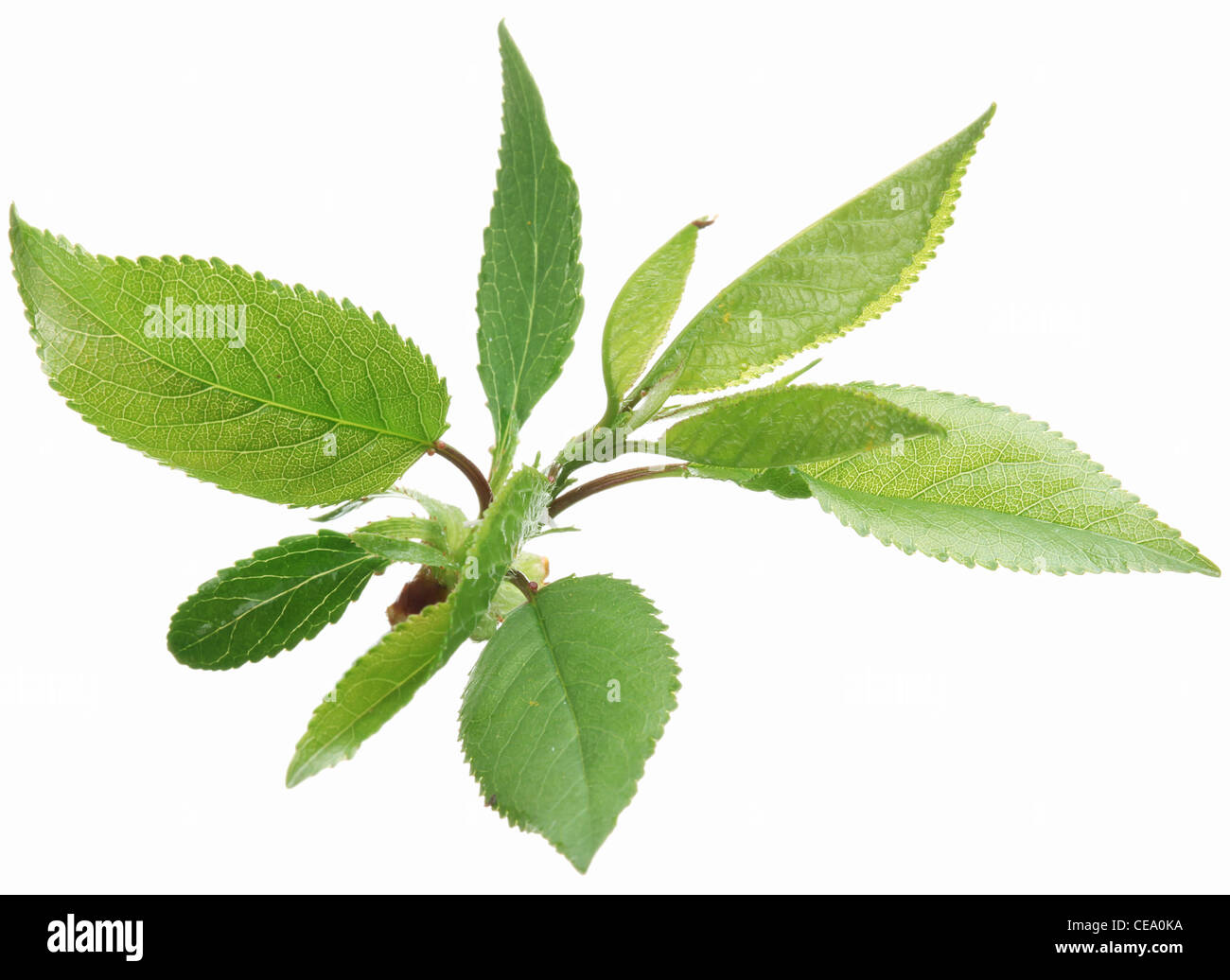 Gentle spring leaves on a white background Stock Photo - Alamy