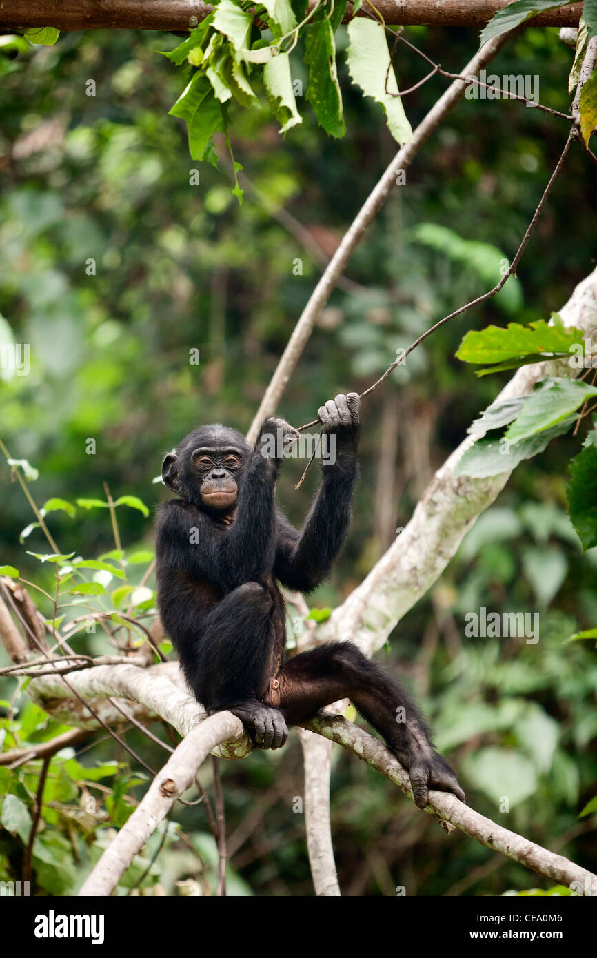 The cub Bonobo sits on a tree branch. Congo. Africa Stock Photo - Alamy