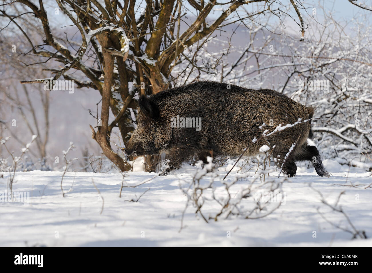 wild boar in winter Stock Photo - Alamy
