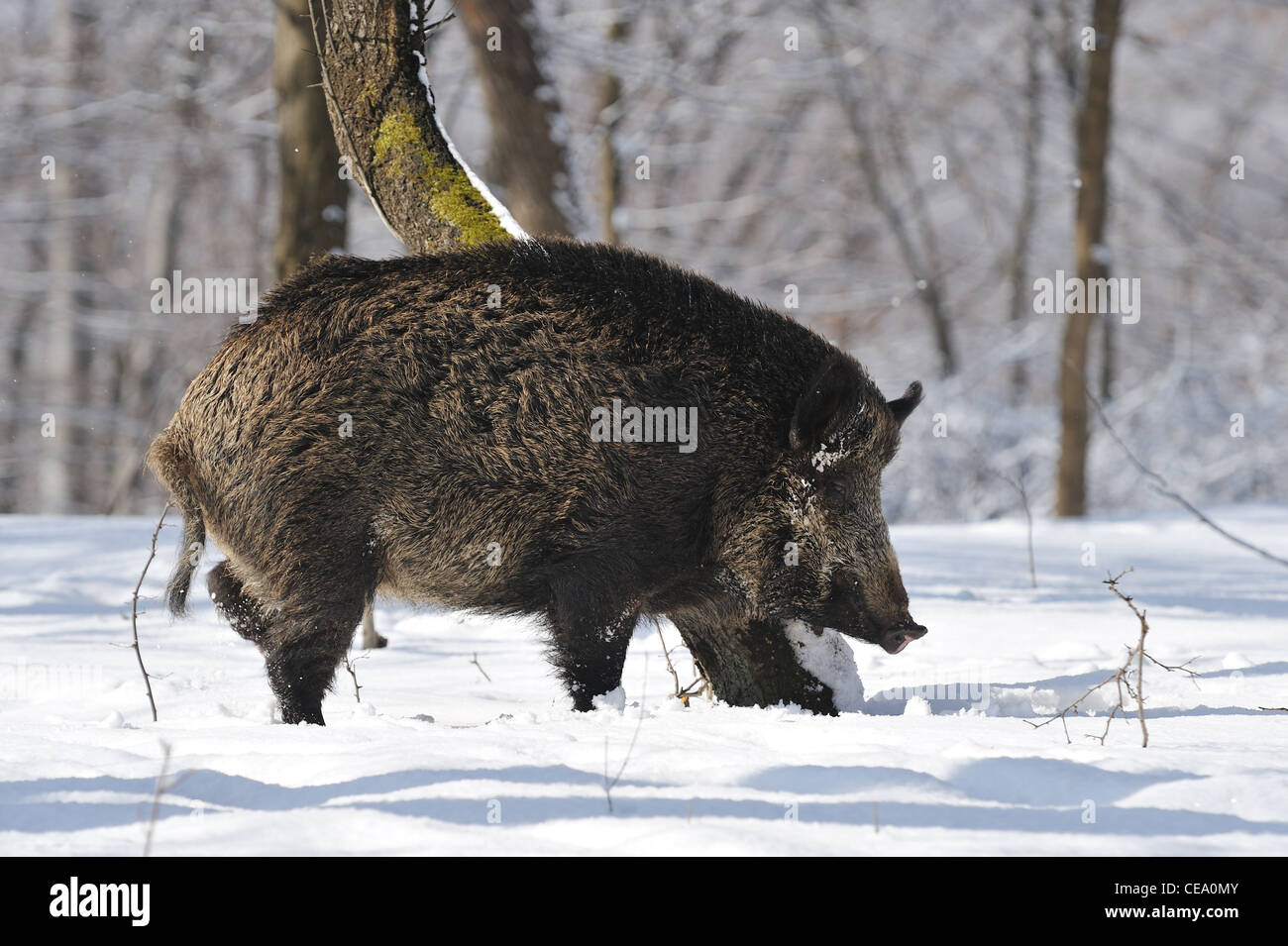 Wild boar tree hi-res stock photography and images - Alamy