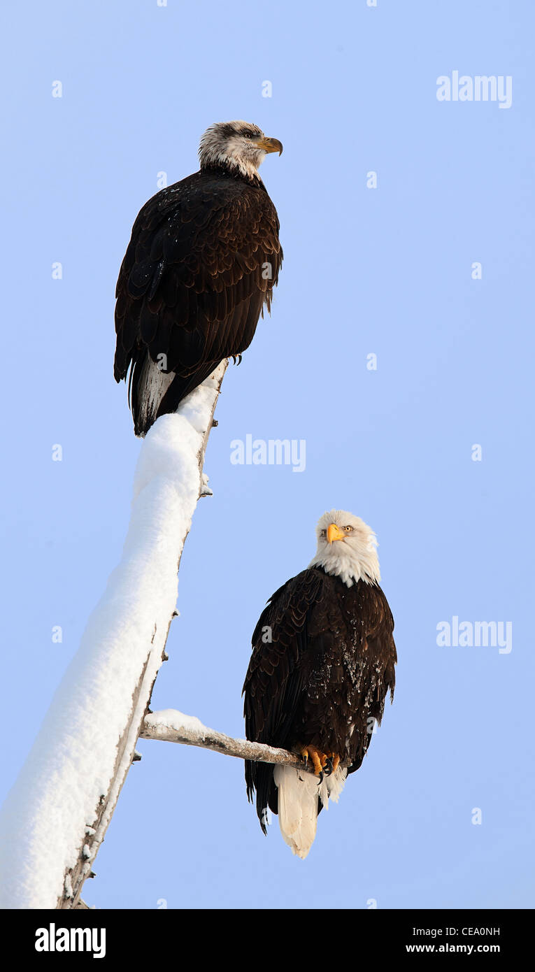 Bald eagles of sitting on a dead tree. Haliaeetus leucocephalus washingtoniensis Stock Photo - Alamy