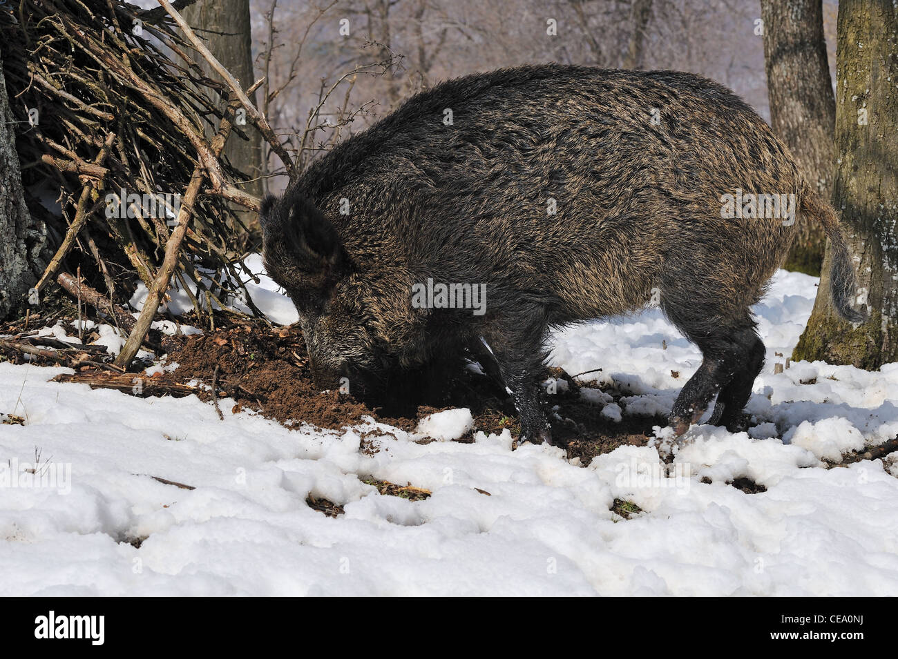 wild boar in winter Stock Photo - Alamy